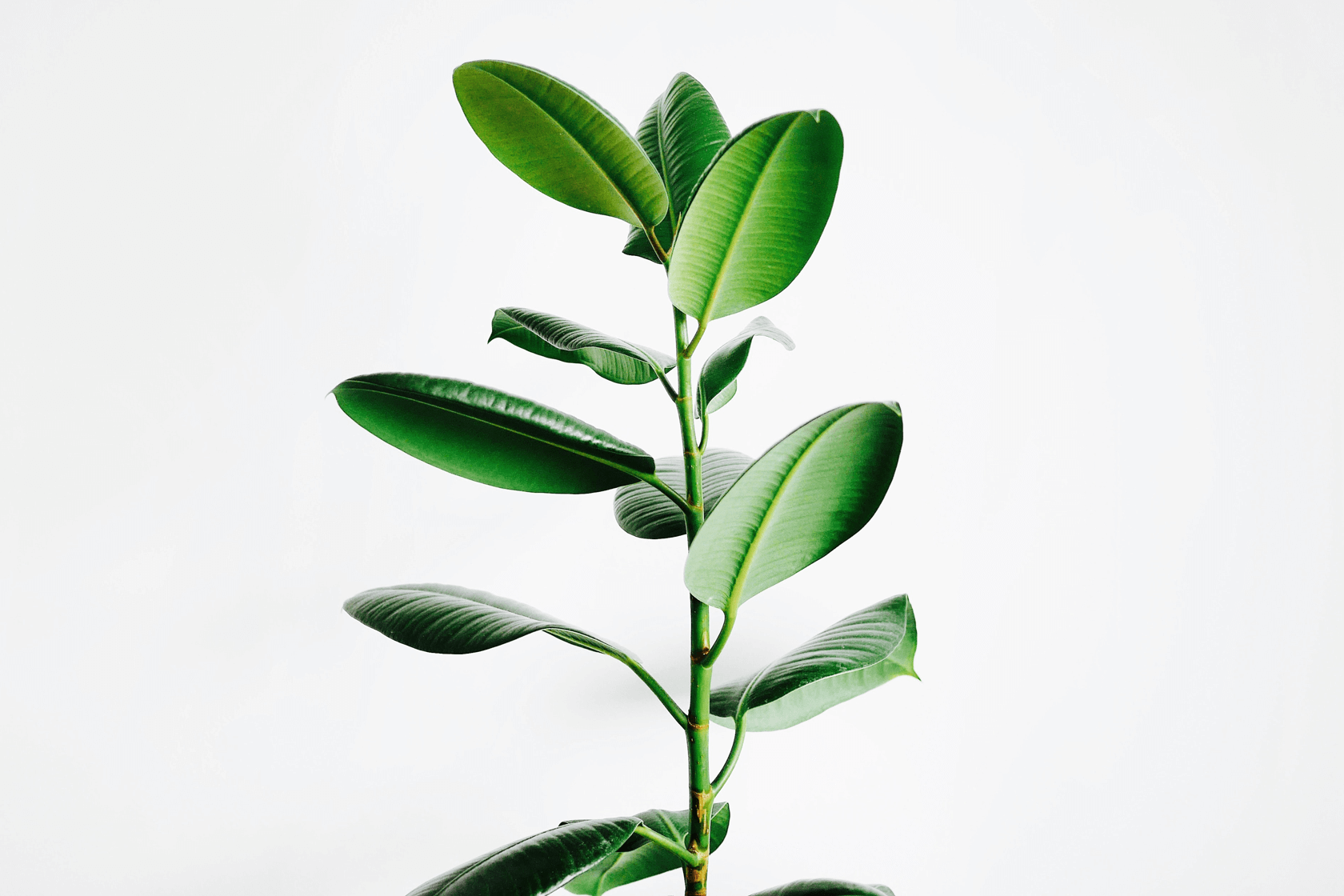 The importance of self-care planning during Coronavirus - Black Dog ...